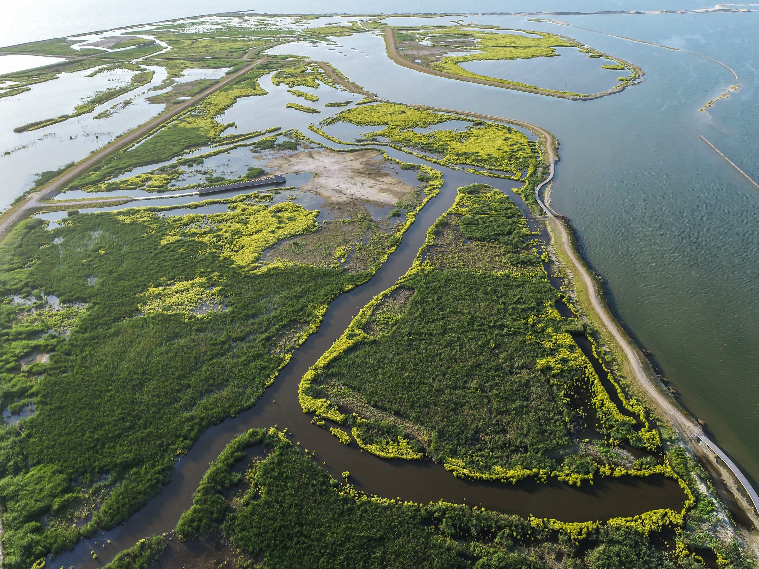 Flora and fauna flourish on Marker Wadden - EcoShape