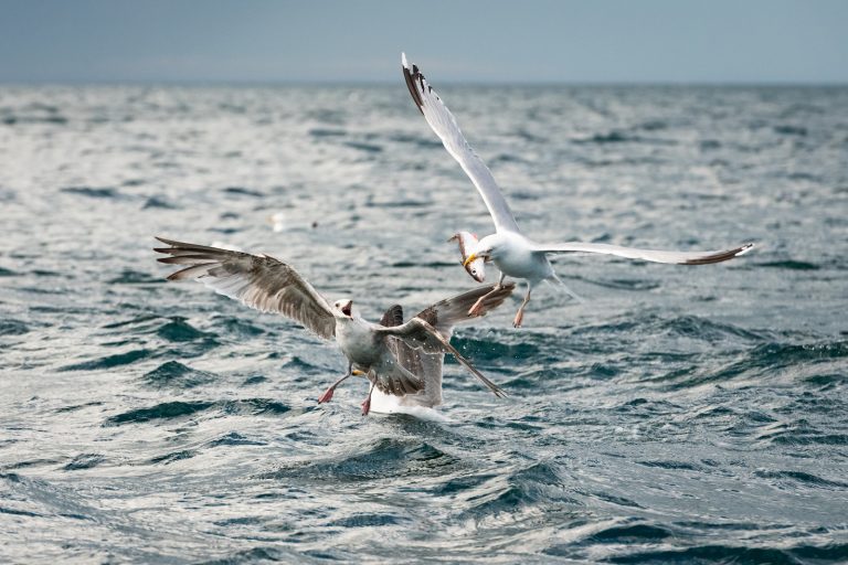 Building with Nature - EcoShape